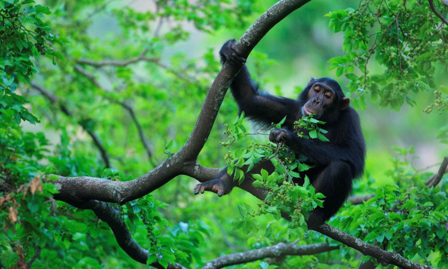 Gombe Stream National Park - A Must-Visit for Chimpanzee Safaris